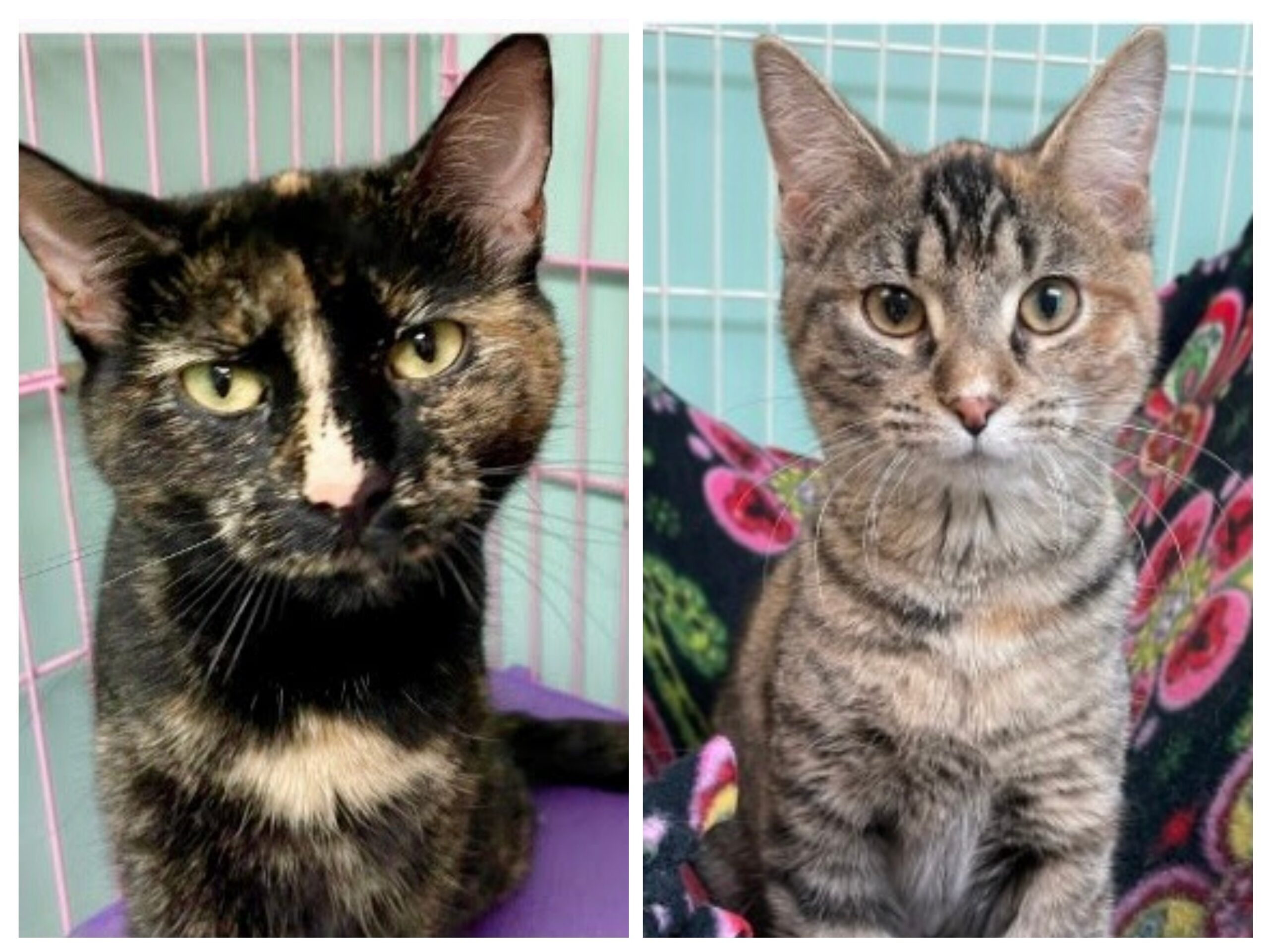Abby, Birdie Are WSCR Cats Of Week | News, Sports, Jobs - Post Journal